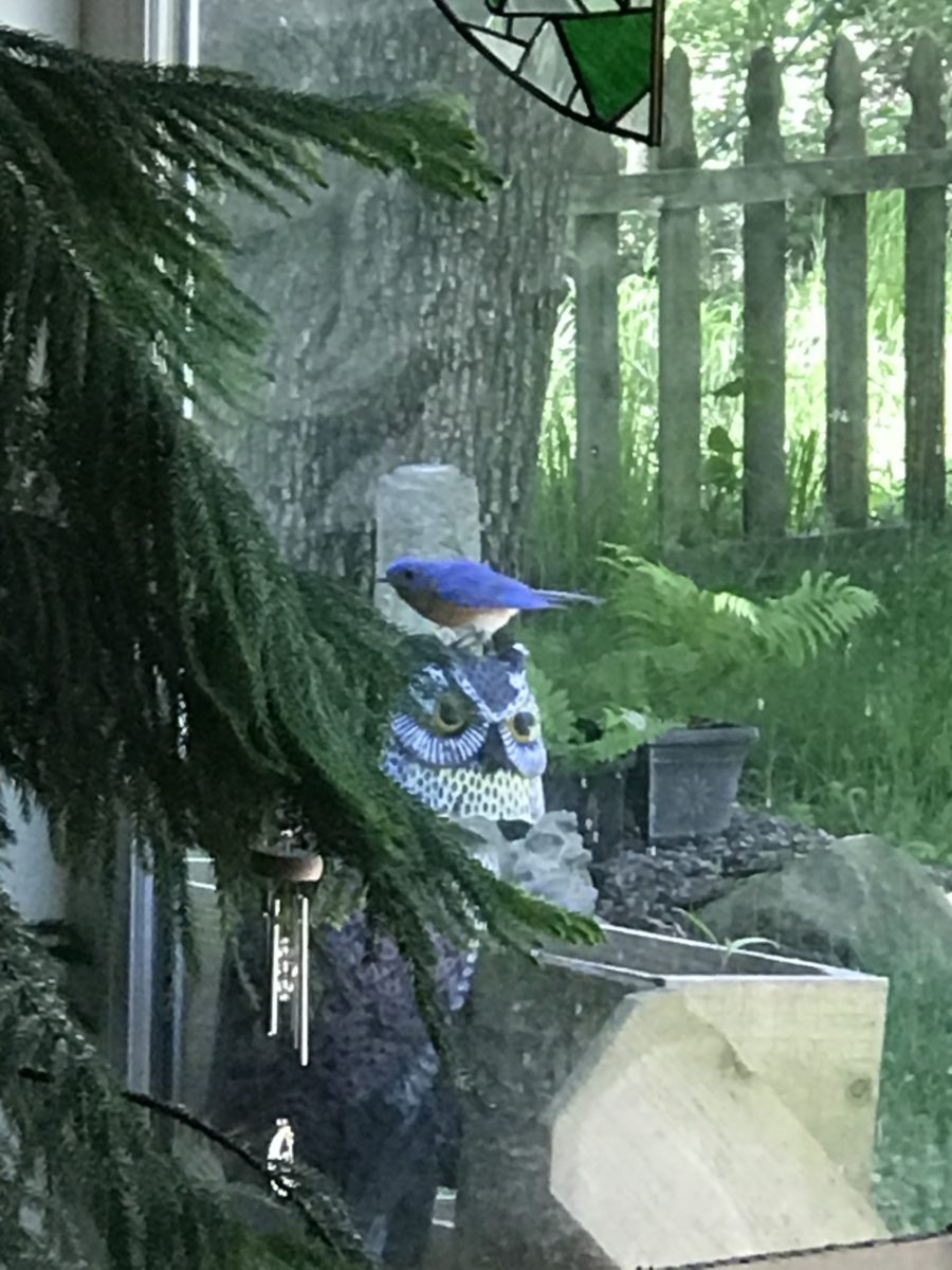 Celebration Of Magic - 28 - The Seer Almine